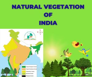 Natural Vegetation of India - Tropical Rainforests Montane etc