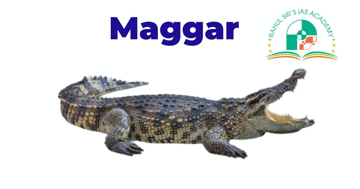 Wildlife Conservation Efforts In India