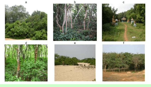 Natural Vegetation of India - Tropical Rainforests Montane etc